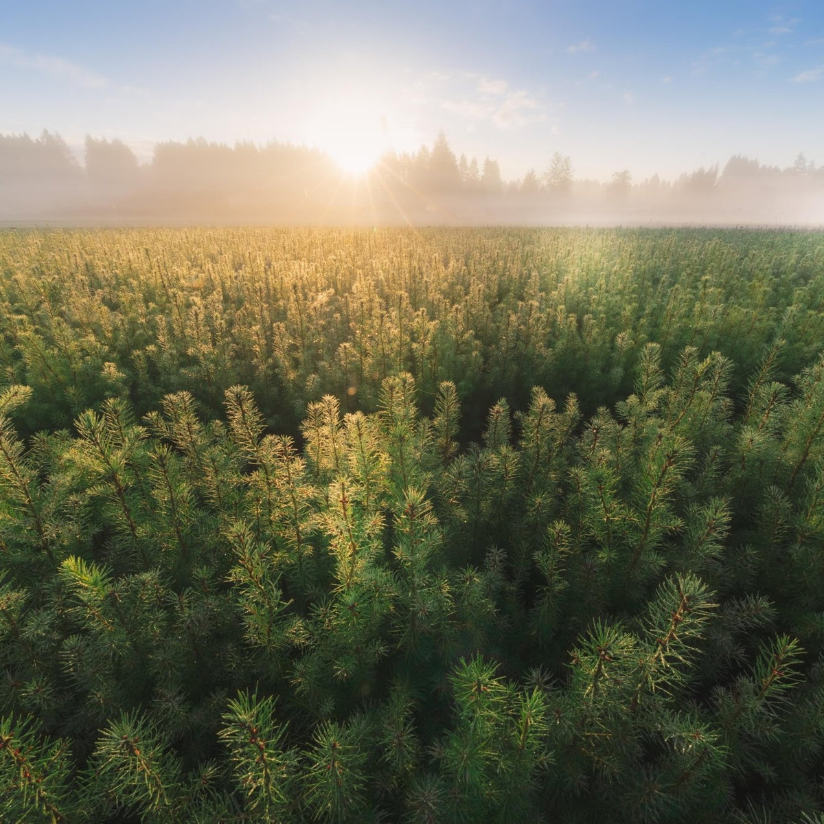 FABA's Commitment to Combat Climate Change-FABA Collection